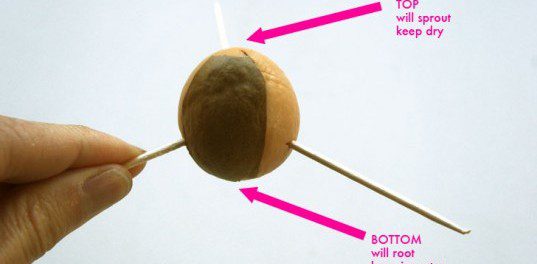 HOW TO: Grow an Avocado Tree from an Avocado Pit - Delicious Food ...